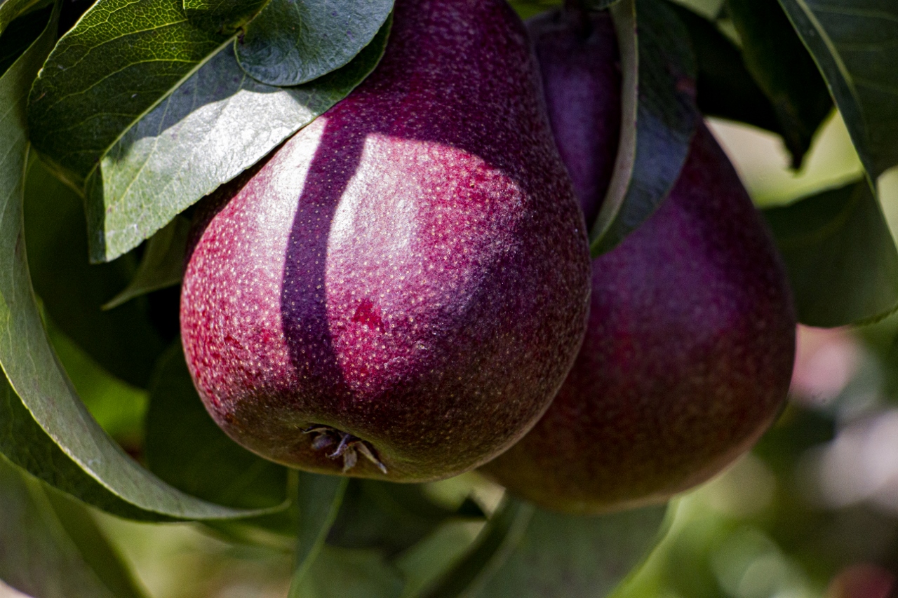 Photo of the Week - Pear Pair - 9-5-19 | Photo of the Week