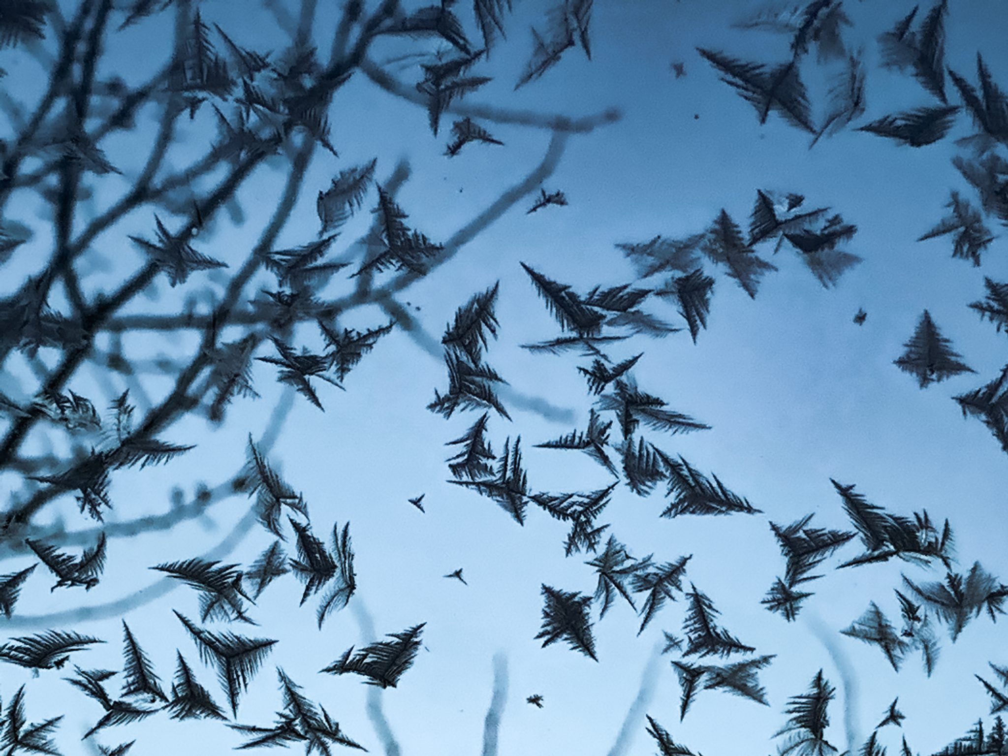 Photo of the Week - Frosty Flakes - 2-19-2020 | Photo of the Week