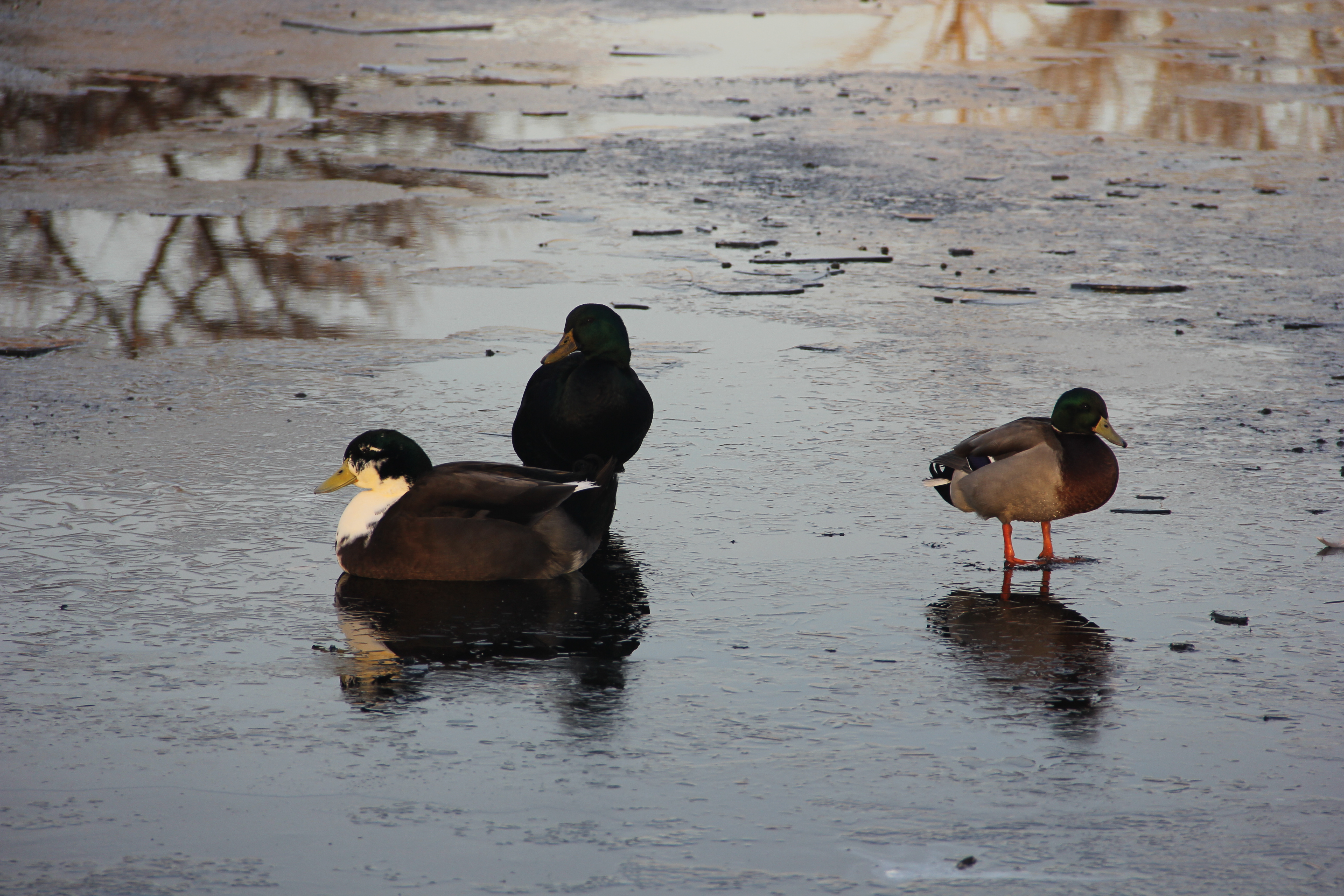 Photo of the Week - Cold Ducks - 12-30-13 | Photo of the Week