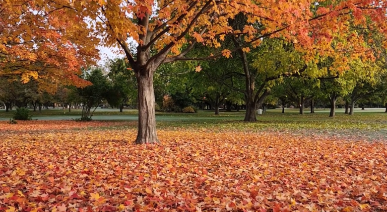 Fabulous Fall | Photo of the Week