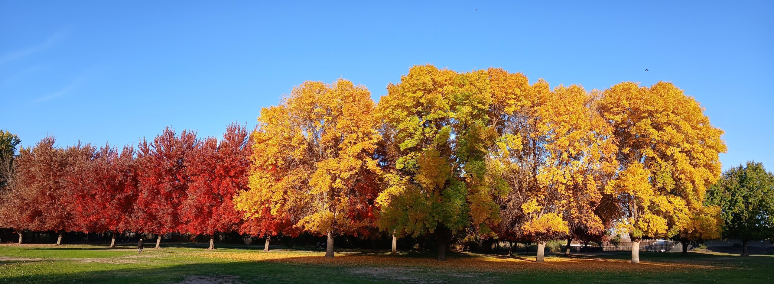 Fabulous Fall Foliage | Photo of the Week