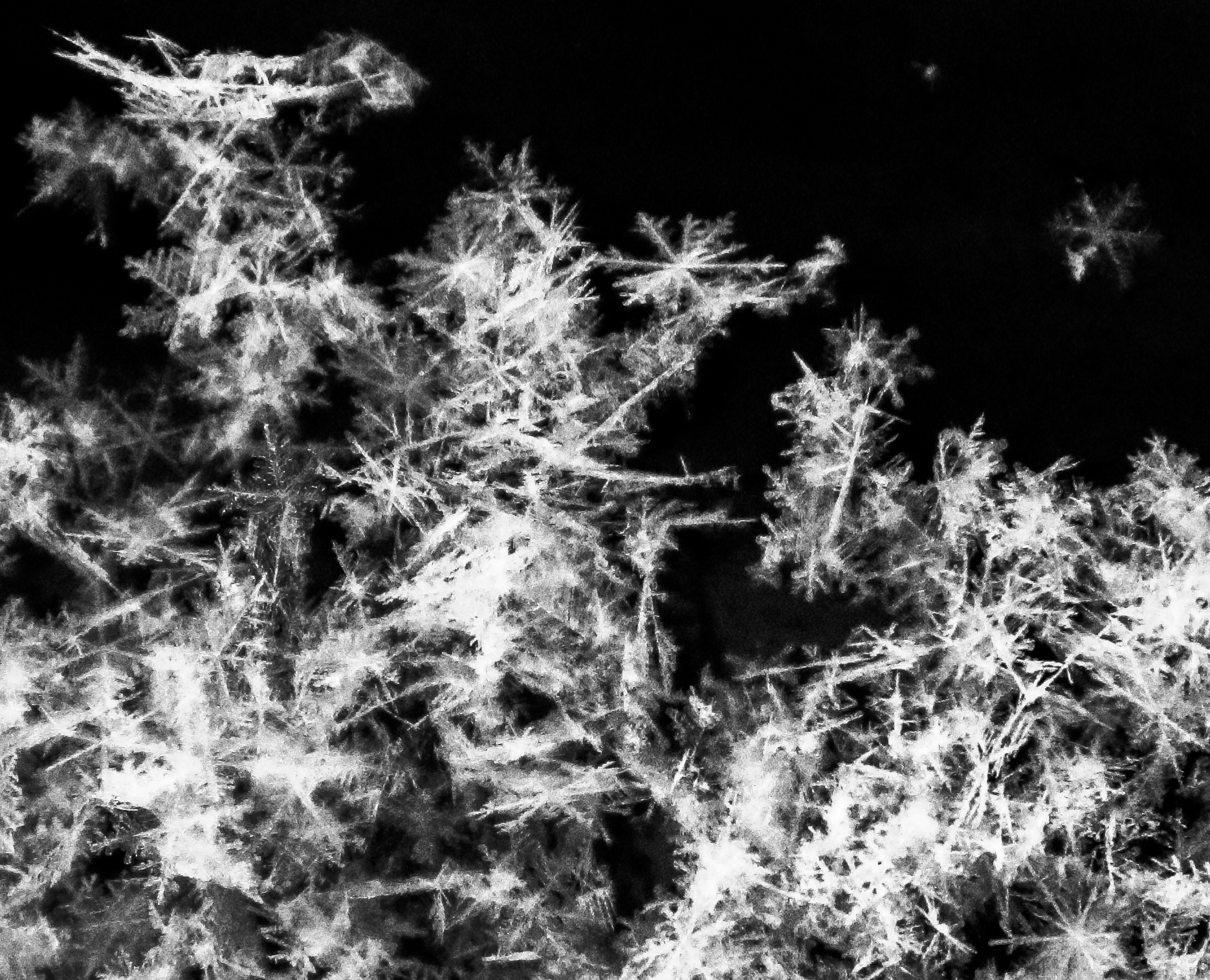 Photo of the Week - Still Snow - 2-26-19 | Photo of the Week