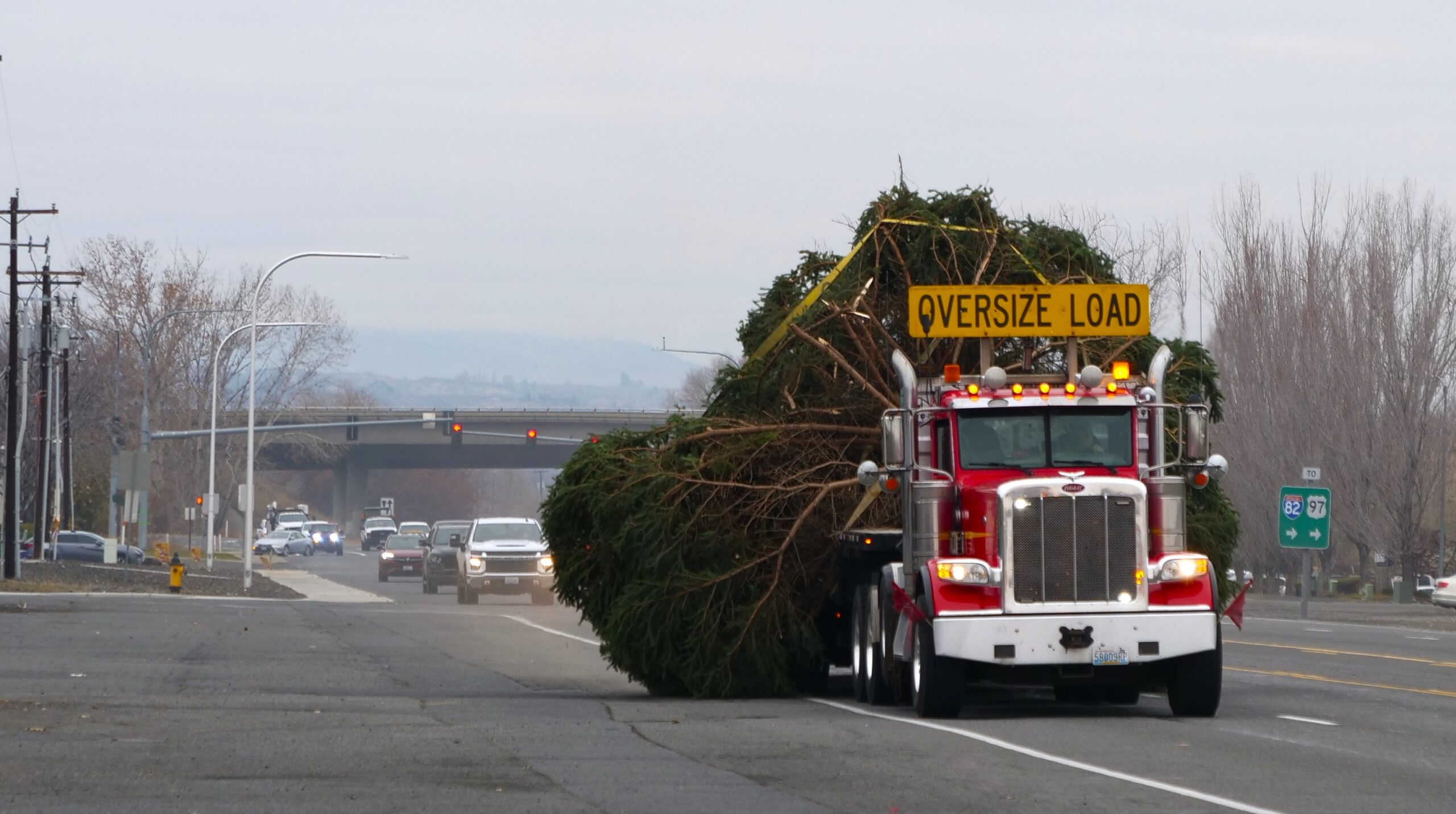 Tree-mendous Teamwork | Photo of the Week