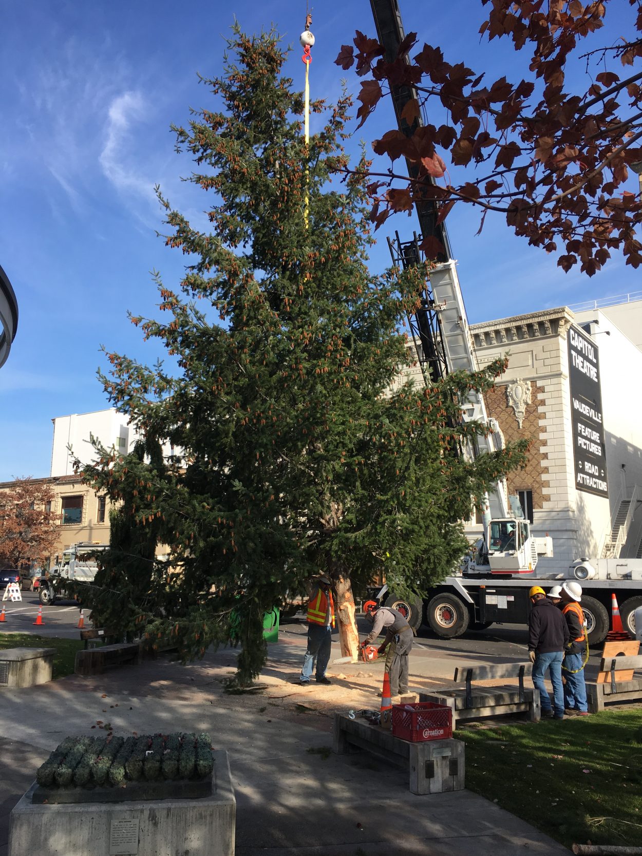 Community Christmas Tree Arrives | Stories